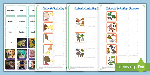 Twinkl Symbols: Animals Including Humans Key Word Matching