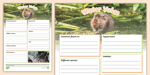 Water Voles Fact File Template (creat de profesori) - Twinkl