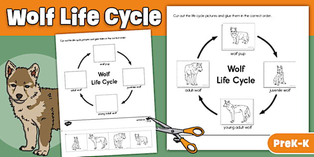 Wolf Life Cycle Cut and Paste Worksheet for PreK-K