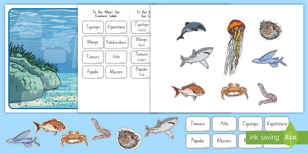 Rocky Shore Worksheet Te Reo Maori (professor feito)