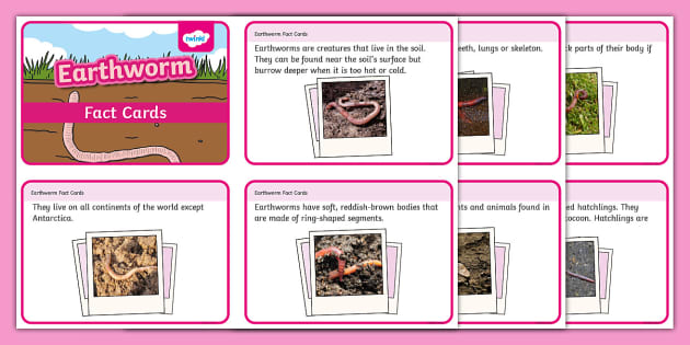 KS1 Earthworm Fact Cards - Minibeasts (teacher made)