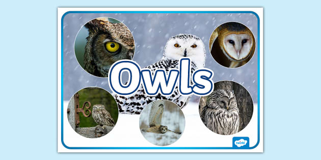 Owls Photo Display Poster (teacher made) - Twinkl