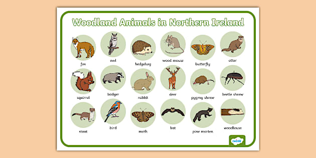 Woodland Animals in Northern Ireland Word Mat - Twinkl