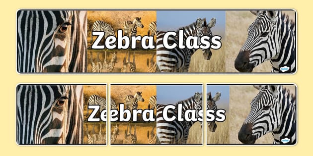 Zebra Class Photo Display Banner (teacher made) - Twinkl Zebra Class Photo Display Banner (teacher made) - Twinkl