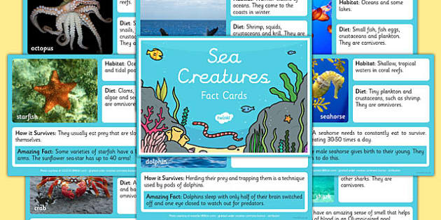 Sea Creature Fact Cards - underwater, water, animals, beasts, nautical