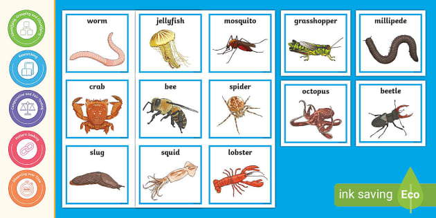 Invertebrate Animal Skeleton Sorting Cards (teacher made)