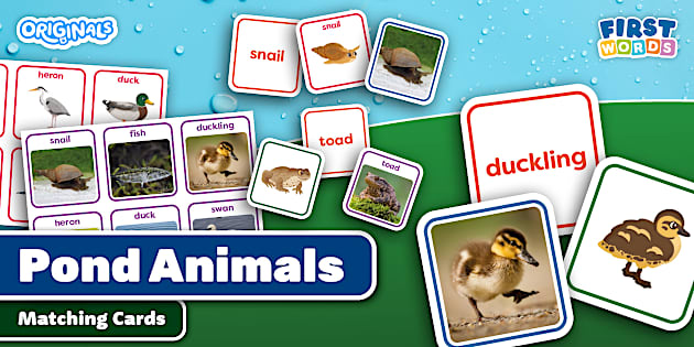Originals First Words Matching Cards: Pond Life