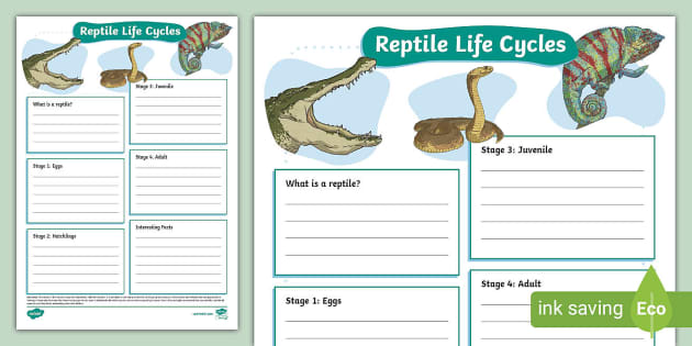 Reptile Life Cycles Fact File Template (teacher made)