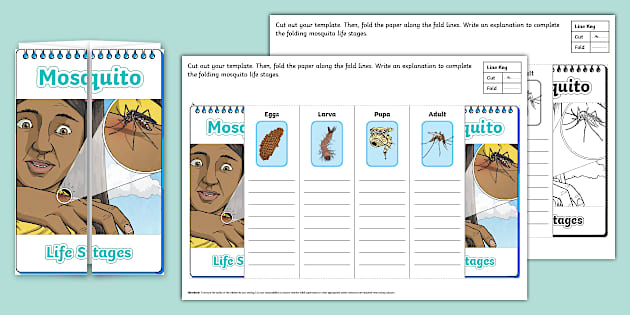 Mosquito Folding Life Stages Template (teacher made)