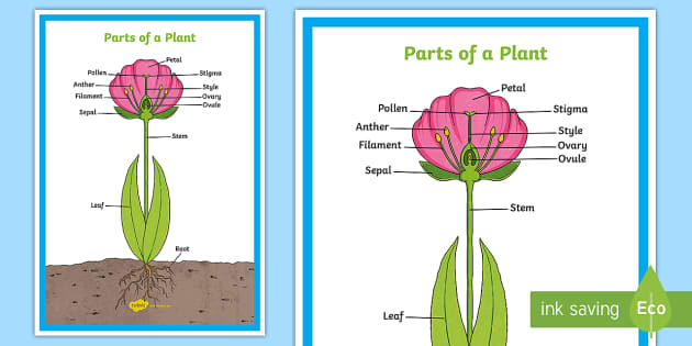 KS2 Parts Of A Plant Display Poster teacher Made 