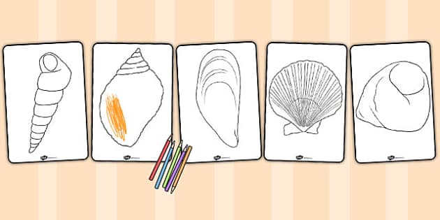 British Seashell Colouring Sheets (teacher made) - Twinkl
