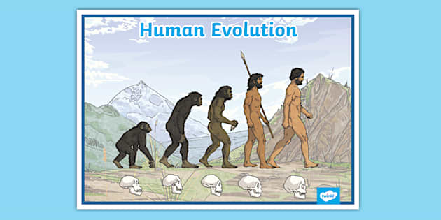 Evolution Chart Display Poster (teacher made) - Twinkl Evolution Chart Display Poster (teacher made) - Twinkl