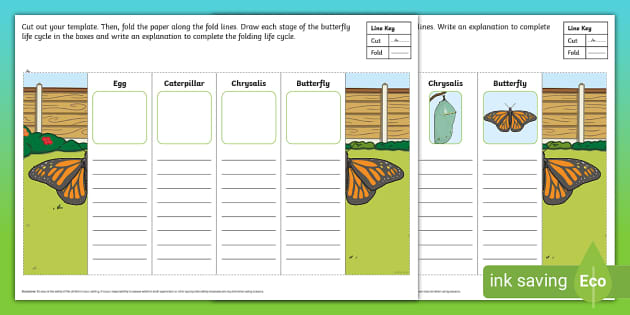 Butterfly Folding Life Cycle Template (teacher made)