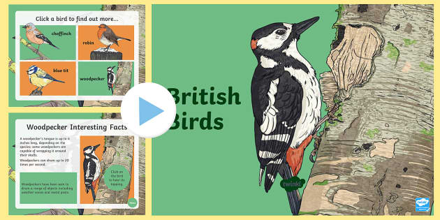 British Birds PowerPoint for classroom or home use - Twinkl