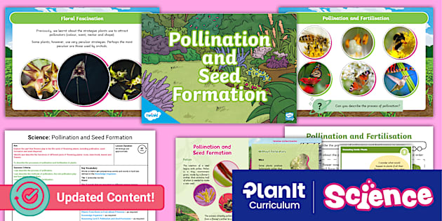 Y3 Plants: Pollination and Seed Formation Lesson 5 - Twinkl