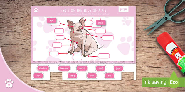 Parts of the Body of a Pig - Labelling Activity - Pets