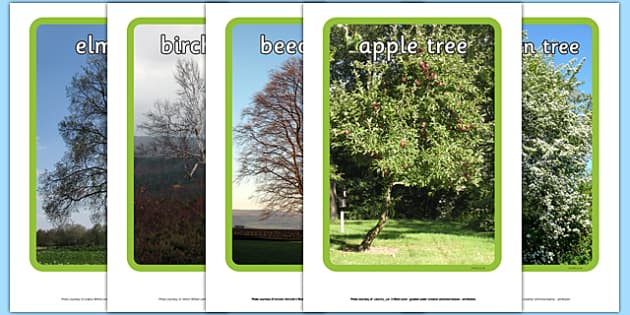 Display UK Trees Photos - KS1 - Primary Resource - 5-7 years