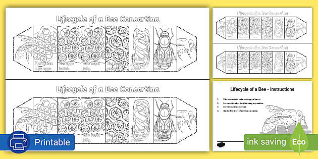 Bee Life Cycle | Concertina Booklet | Colouring Activity