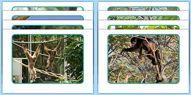 Monkeys Display Photos