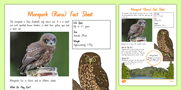 Ruru (Morepork) Fact Sheet - New Zealand Native Birds