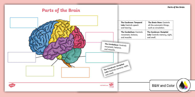 Parts of the Brain Cut and Stick Activity for 3rd-5th Grade