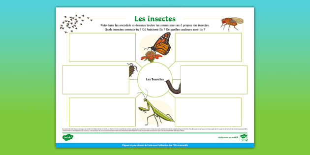 Carte mentale interactive : Les insectes (teacher made)