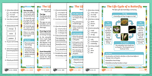 KS1 Butterfly Life Cycle Reading Comprehension Activity