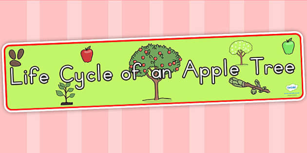 Apple Tree Life Cycle Display Banner (teacher made) - Twinkl