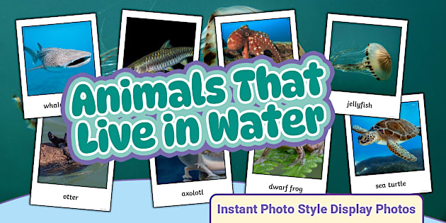 Foundation Phase Life Skills - Animals That Live in Water - Instant ...