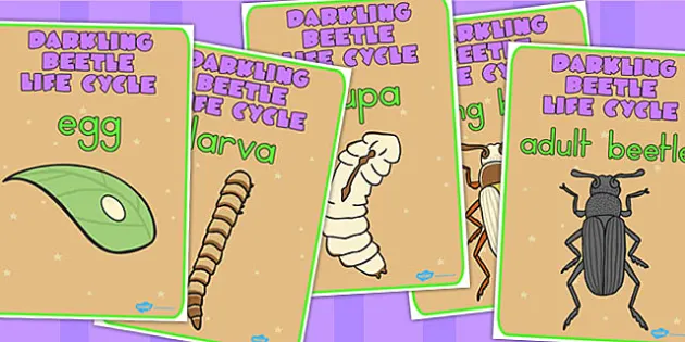 Life Cycle Of A Darkling Beetle