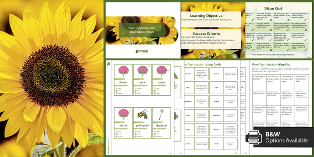 KS3 Reproduction: Plant Reproduction Revision Lesson