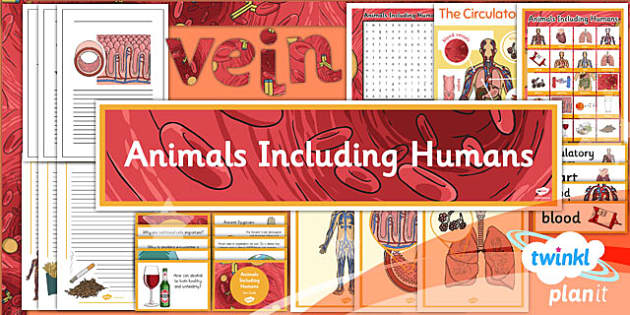 Science: Animals Including Humans Year 6 Unit Additional Resources