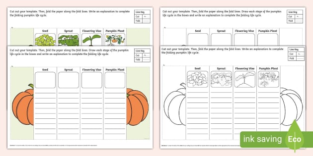 Pumpkin Folding Life Cycle Template (teacher made) - Twinkl