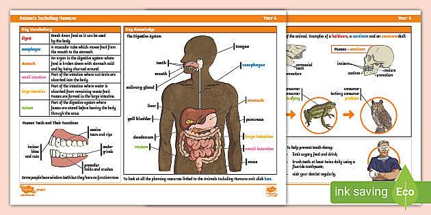 Year 4 Science Knowledge Organiser: Animals Including Humans