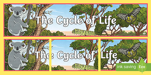 Cycle of Life Banner | Twinkl (teacher made) - Twinkl