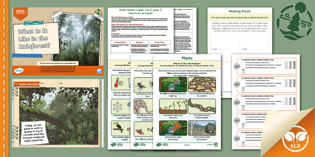 Eco Adventurers Year 2 Lesson 2: The Rainforest - Twinkl