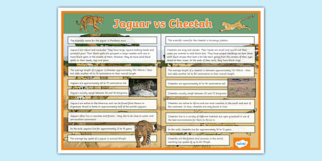 Jaguar vs Cheetah Fact File Poster (teacher made) - Twinkl