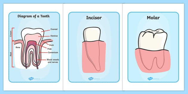 Teeth Diagram Display Posters - teeth,diagram, eat, mouth