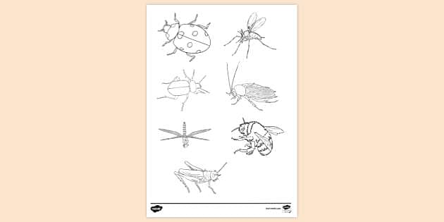 Free Colouring Page of Insects | Colouring Sheet - Twinkl