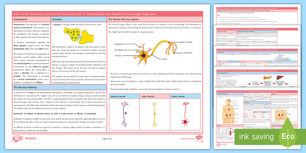 Homeostasis Knowledge Organiser | AQA Science | Beyond