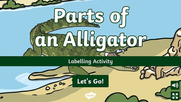 Parts of an Alligator Labelling Activity
