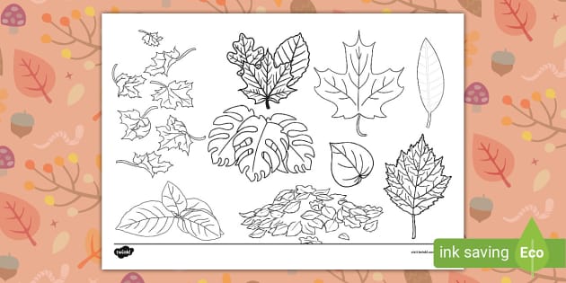 Leaf Doodle Colouring Page (teacher made) - Twinkl