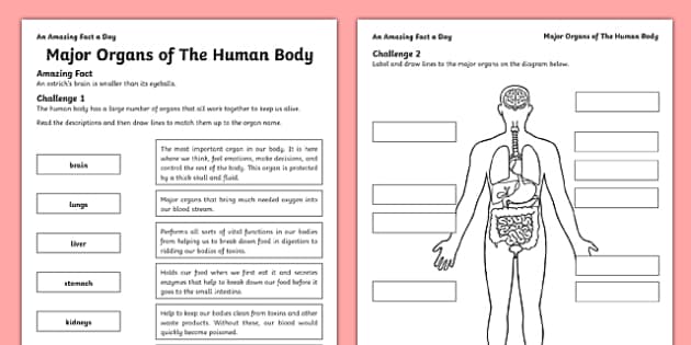 Major Organs Of The Human Body Worksheet Activity Sheet