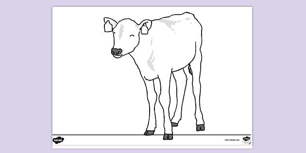 FREE! - Calf_Colouring Sheet (teacher made) - Twinkl