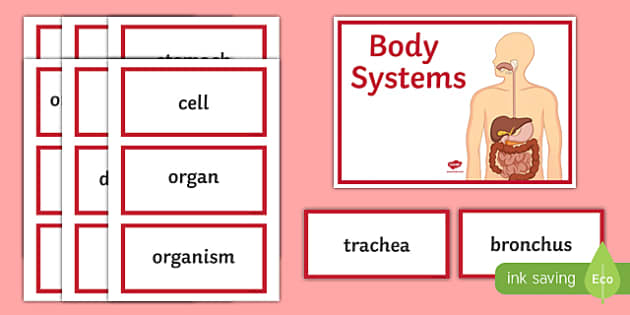 Human Body Systems PDF Word Wall Hecho Por Educadores Human Body Systems PDF Word Wall Hecho Por Educadores