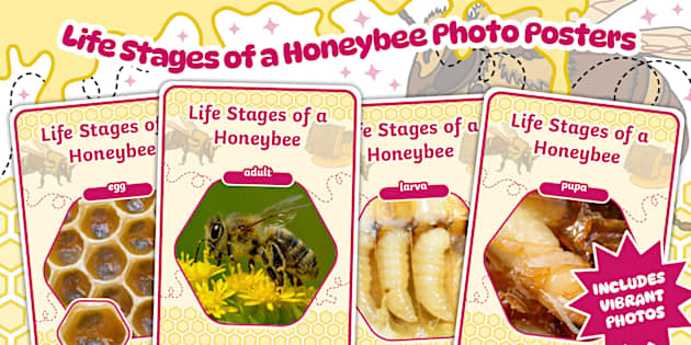 Life Stages of a Honeybee Photo Posters - KS1 Twinkl
