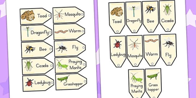 Minibeasts Investigation Lab Species Tags (teacher made)