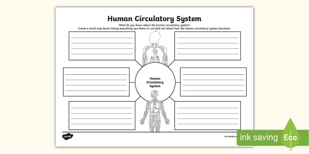 Human Circulatory System Mind Map (Teacher-Made)