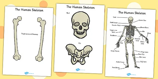 Drawing Skeleton And Names