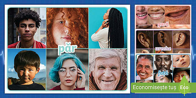 Corpul uman – Fotografii - Twinkl